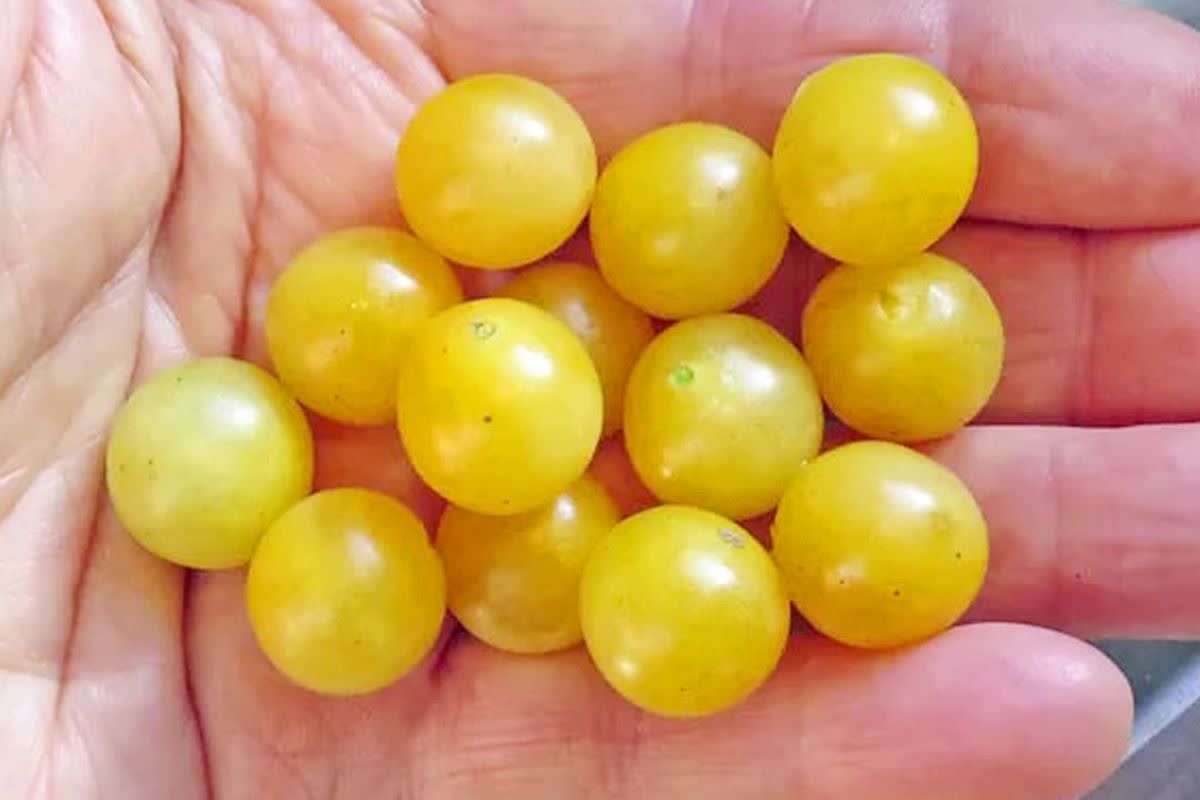 5 Potentially Deadly Vegetables to Watch Out For