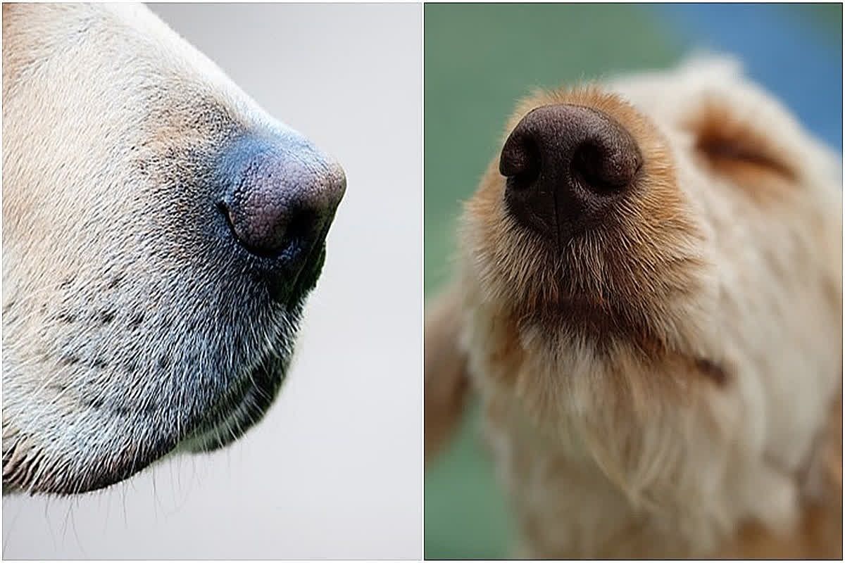 Woman Discovers Cancer Thanks to Her Dog: How a Constant Sniffing Led ...