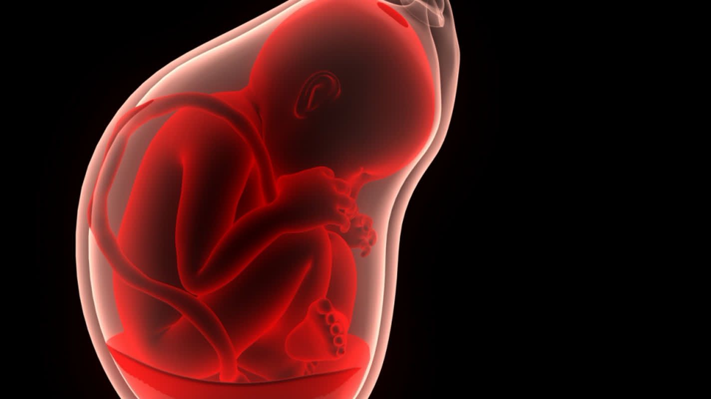 Artificial Fetal Organs Bring Hope for Birth Defect Understanding