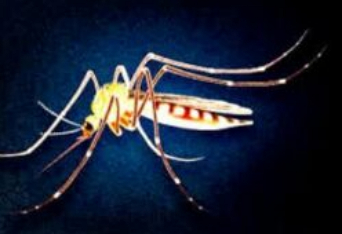 Beware of Small Red House Mosquito: South Korea Ramps Up Prevention Efforts