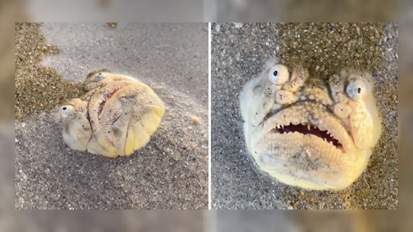 Strange Creature Spotted: Man Discovers Peculiar Fish on Singapore Beach