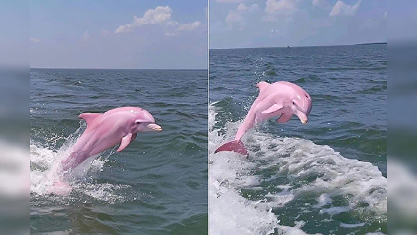Social Media Storm Over Pink Dolphin Spotted Off the Coast of North ...