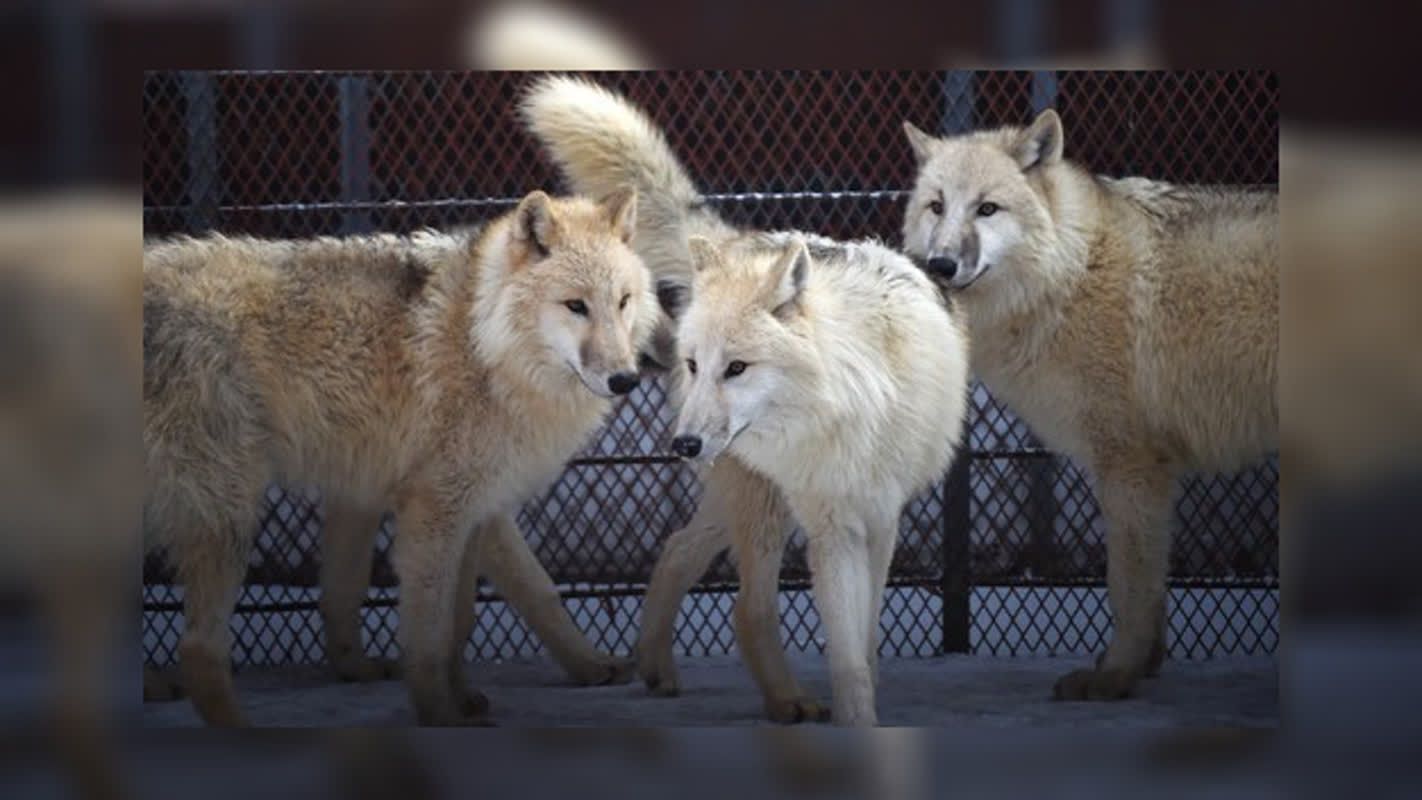 Terrifying Wolf Attack Shakes French Zoo: Woman Critically Injured