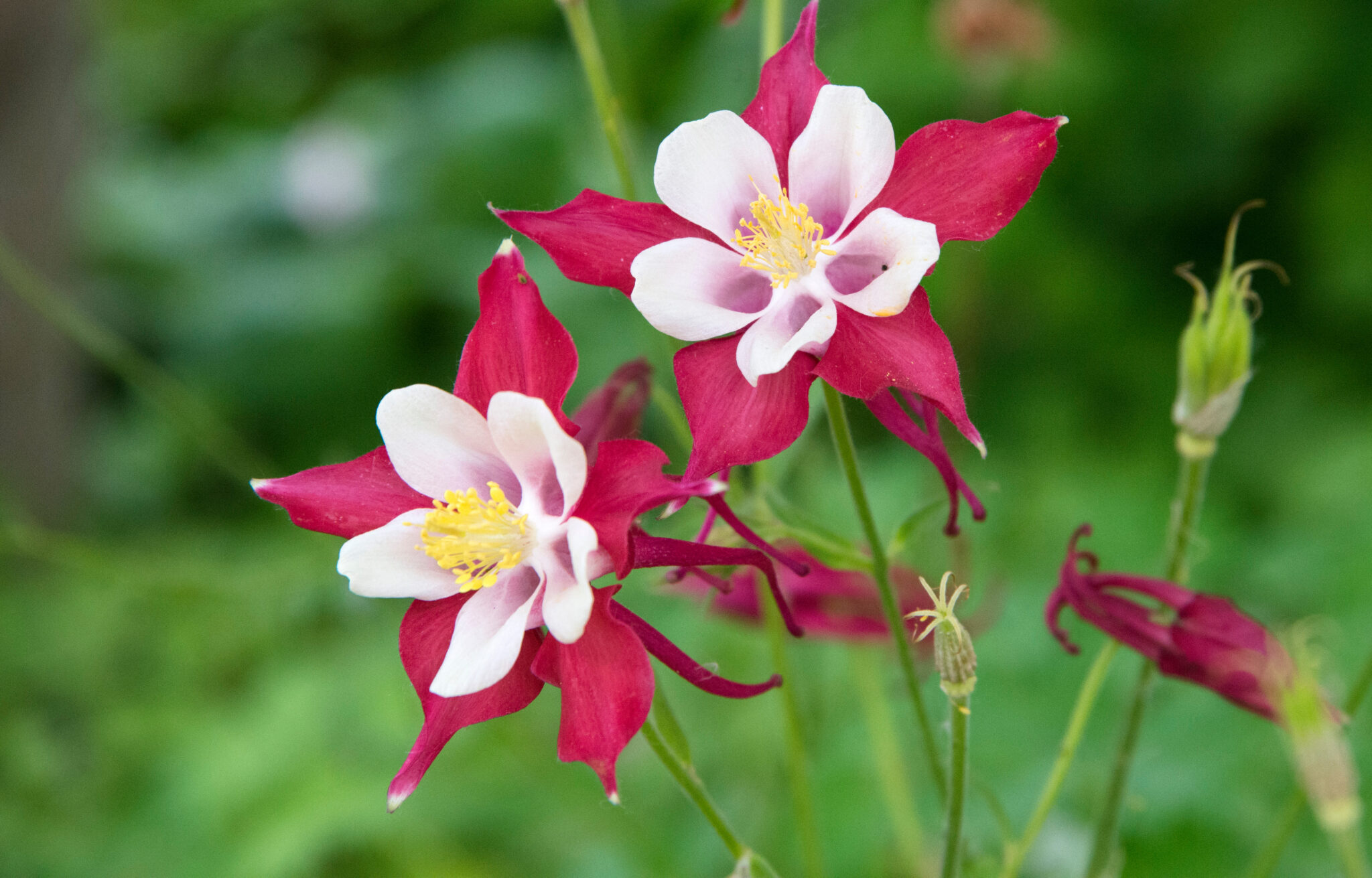 The Ultimate Guide to Hummingbird-Friendly Plants for Your Garden!