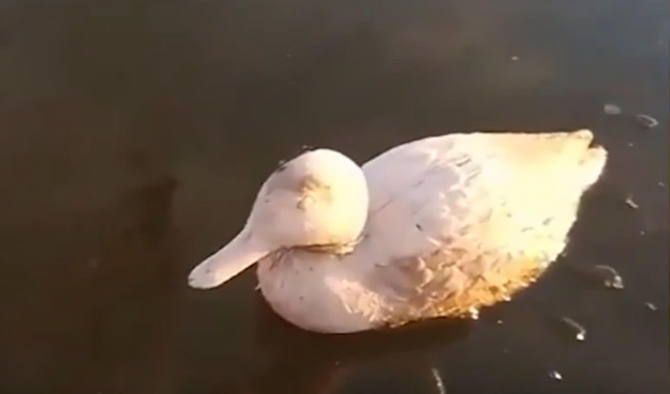 Argentina in Deep Freeze: Animals Suffer as Cold Wave Continues for ...