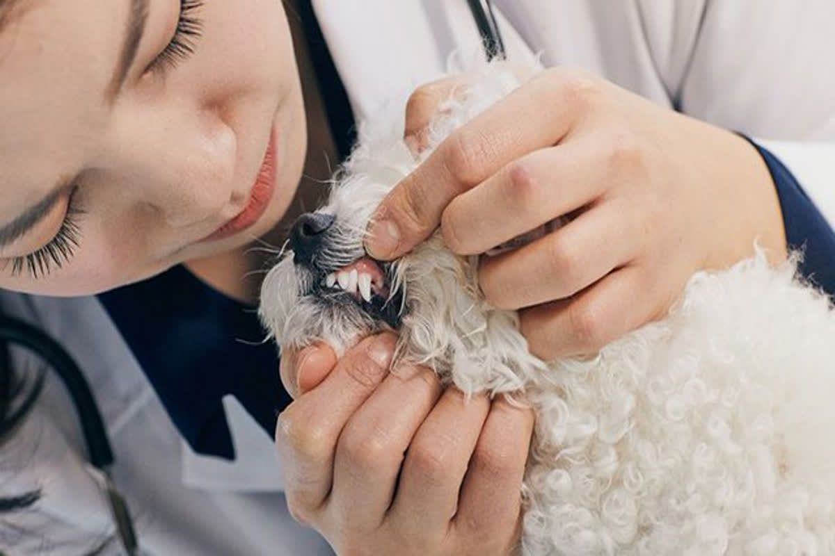 How to Keep Your Dog's Teeth Sparkling: Simple Tips to Avoid Cavities ...