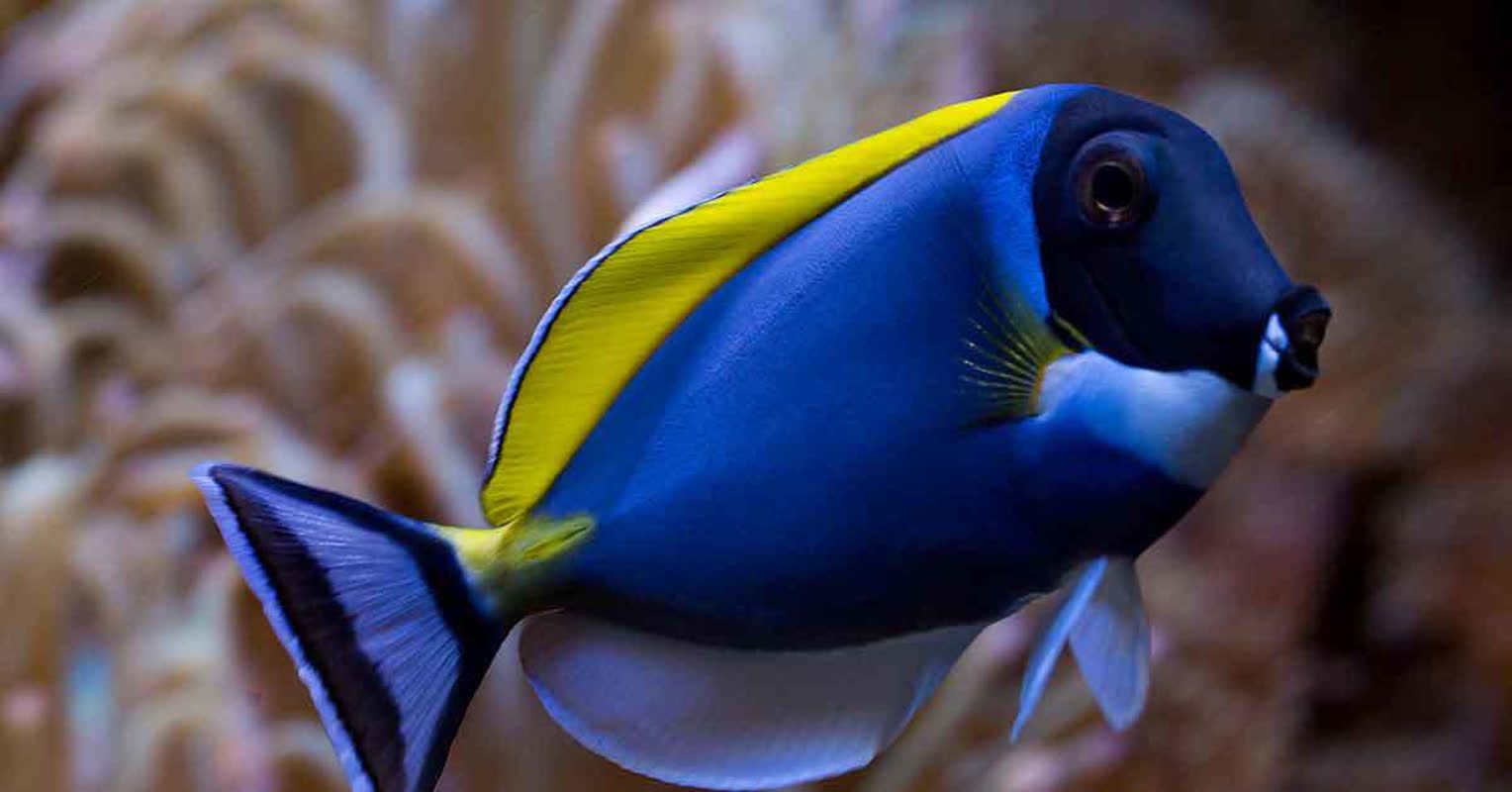 Top 10 Most Stunning Fish You Have to See to Believe
