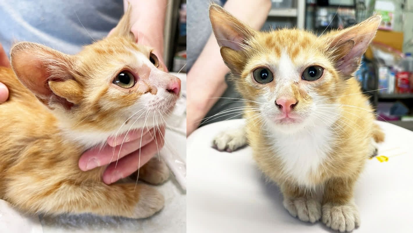Adorable Four-Eared Kitten Taking Tennessee by Storm