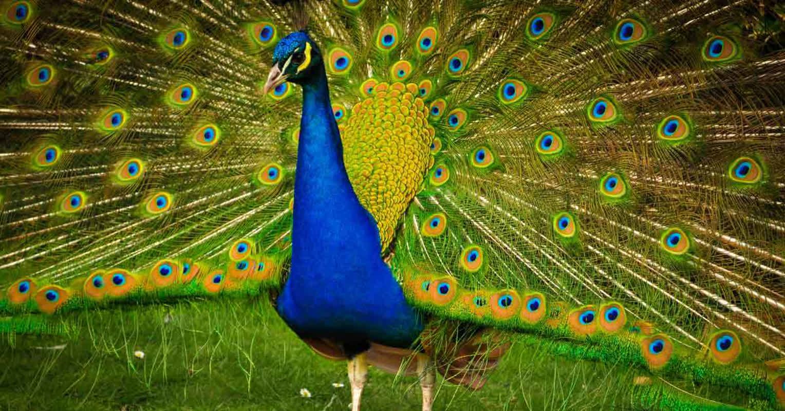 Why Are Peacocks Getting More Expensive? Truth Behind the Price Surge