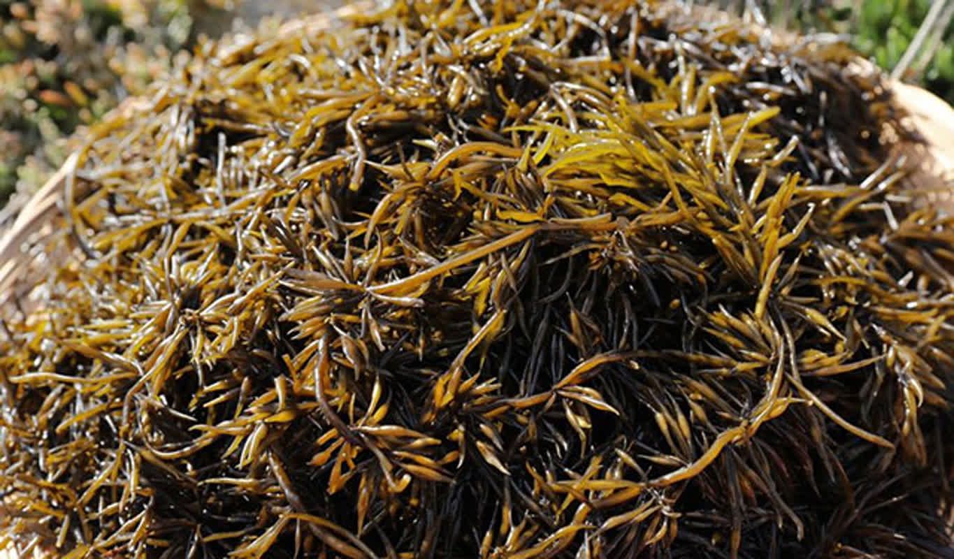 9 Types of Seaweed You Need to Try (And Why They’re Good for You)