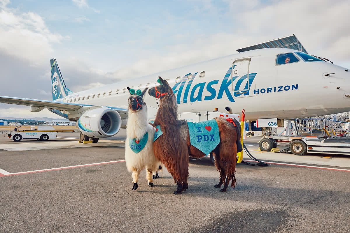 Portland Airport Has Llamas and Alpacas to Help Calm Your Pre-Flight Nerves