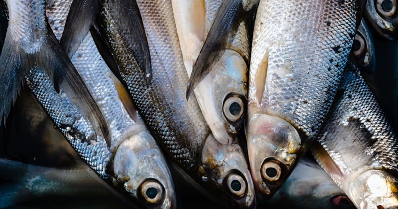 5 Fish That Will Boost Your Health—And Why Sardines Are At the Top