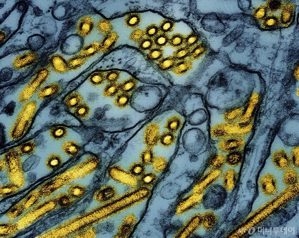 The Virus You’ve Never Heard Of: China’s HMPV Surge and the U.S. Response