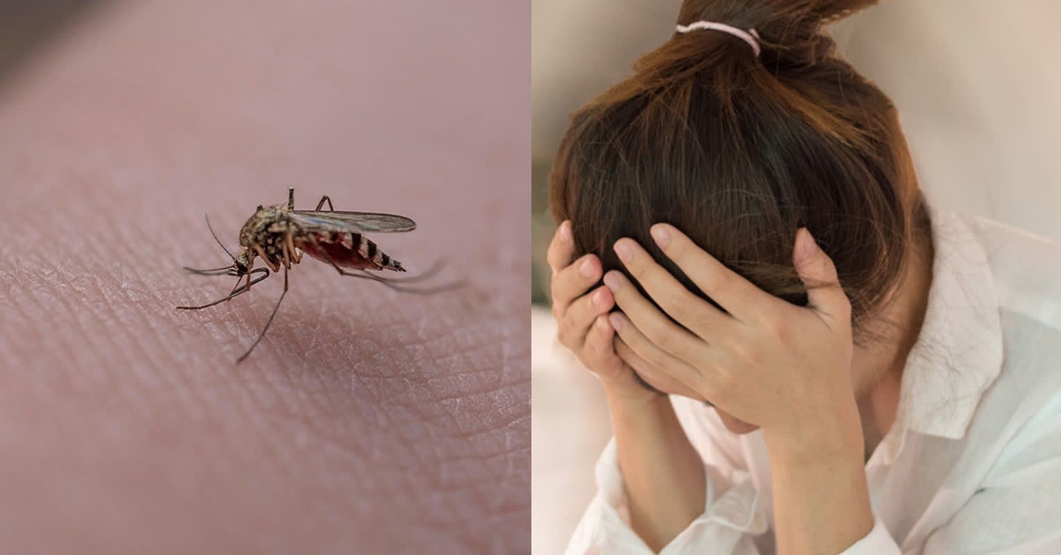 Deadly Mosquito Alert Hits Just in Time for Japan’s Spring Travel Boom